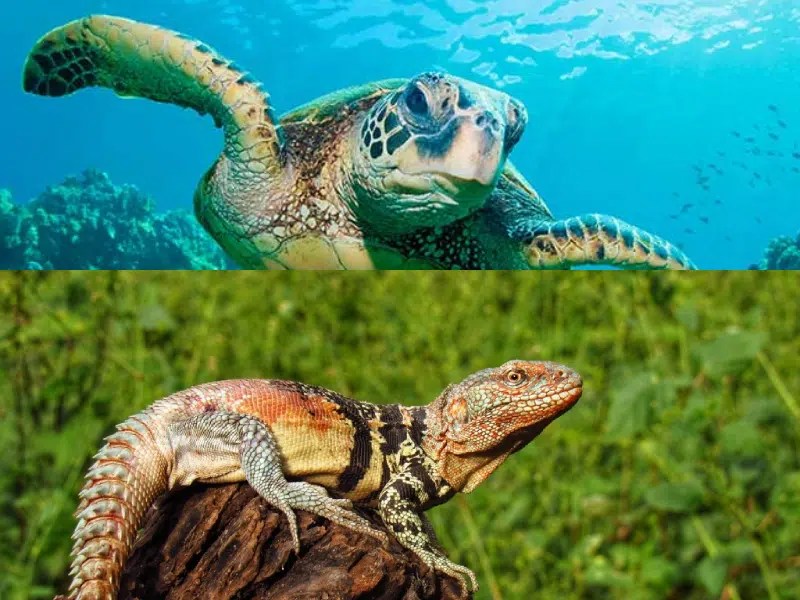 Más de 10 animales de Yucatán en lista de peligro de extinción