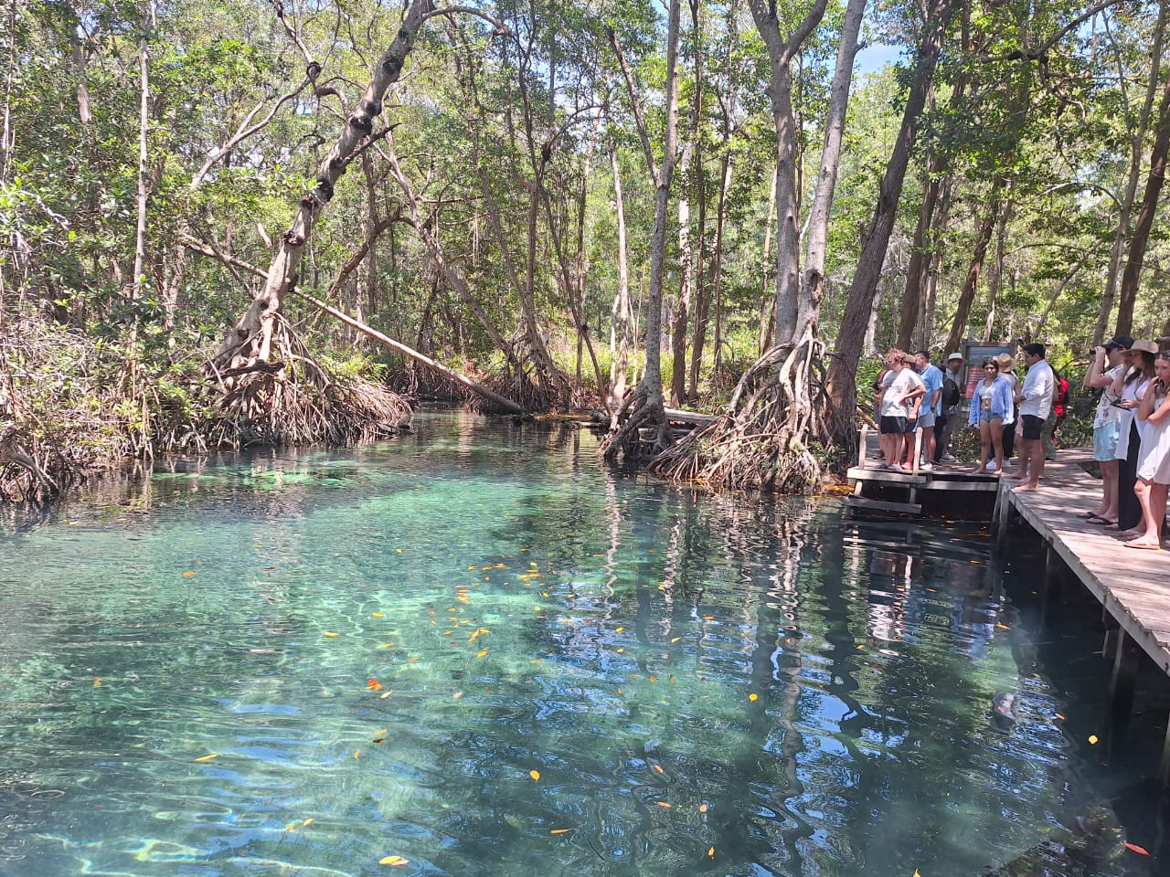 Flamencos y manglares: descubre la Ría de Celestún en Yucatán