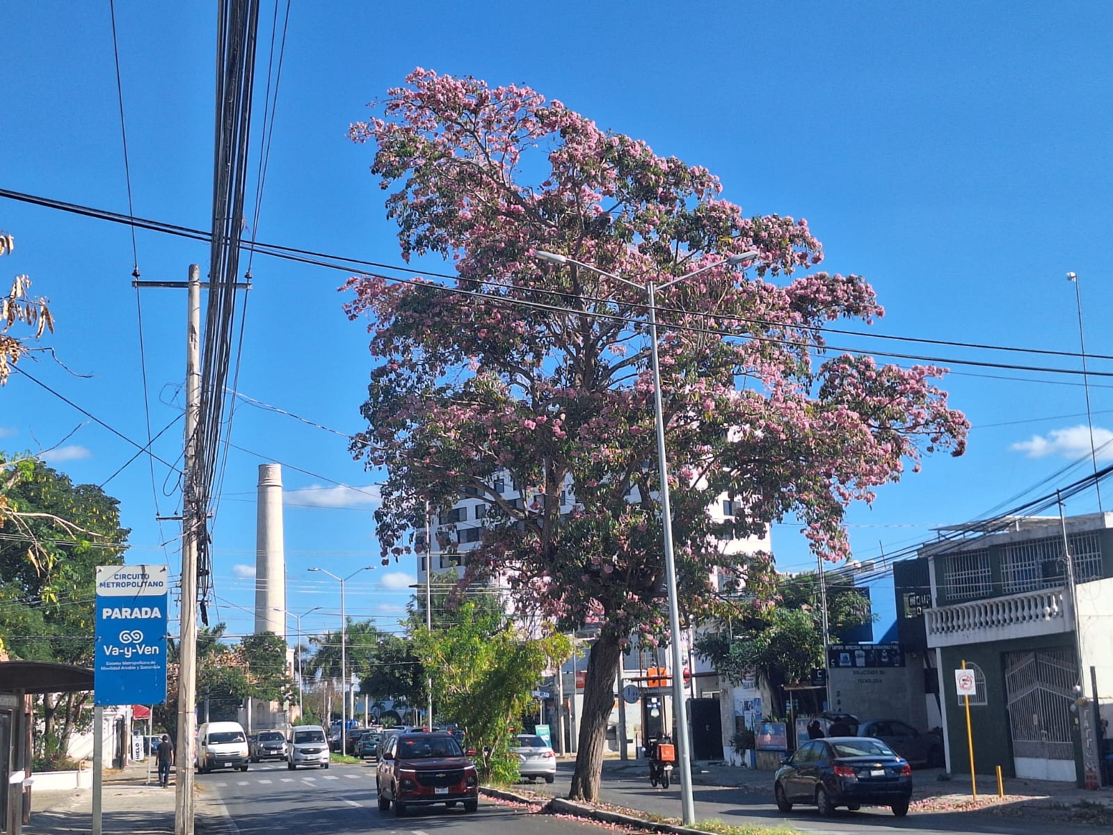 Florecimiento del maculí y ceibo anticipa sequía en Yucatán - Diario 24 ...